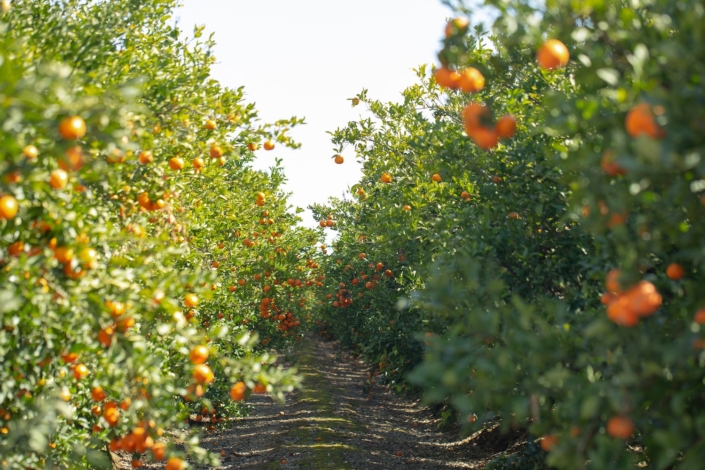 Sustainability - Trinity Fruit Company