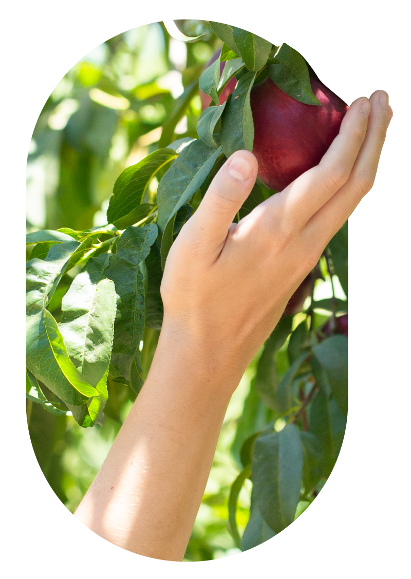 About - Trinity Fruit Company